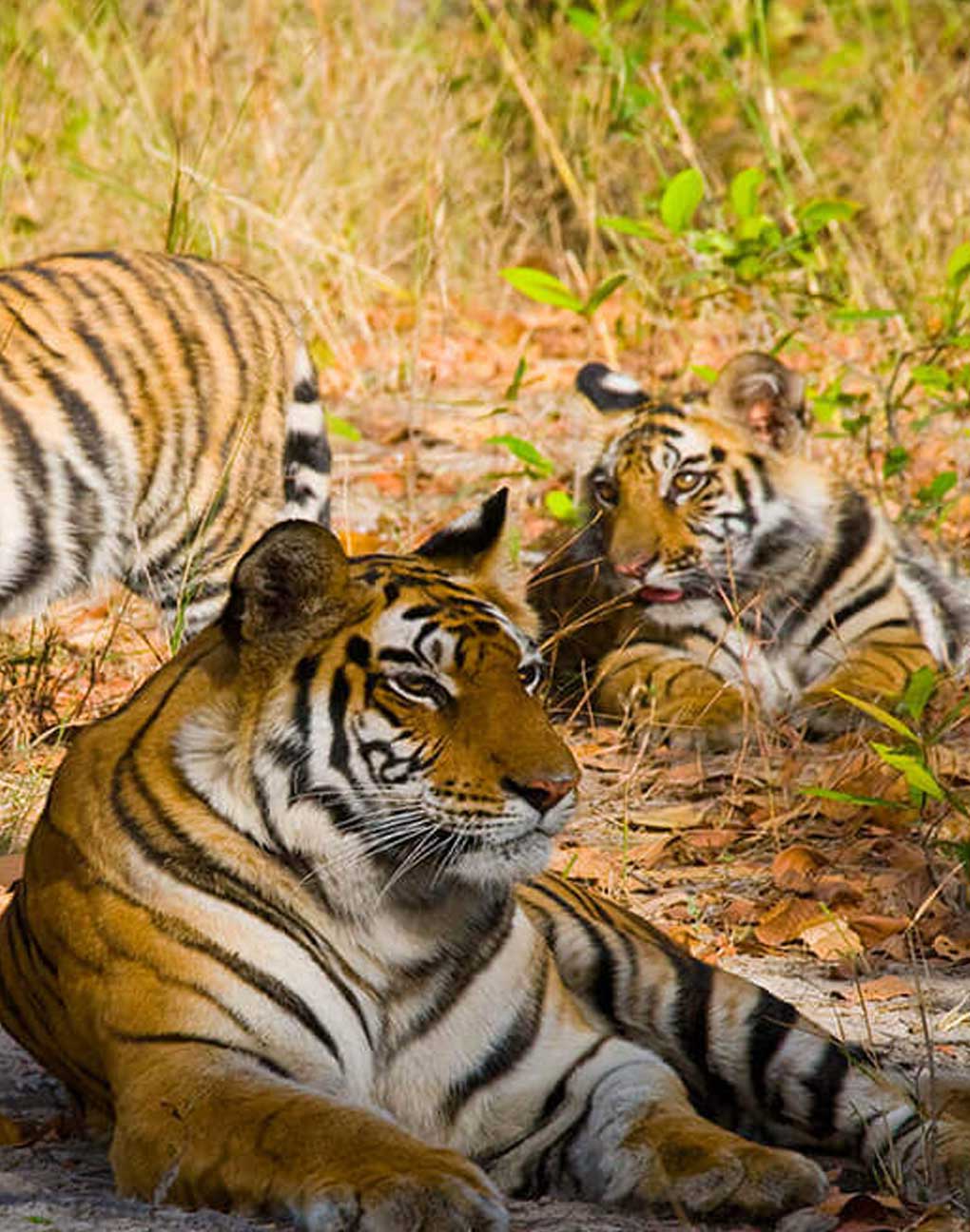 Tiger Calling – Nagpur to Kanha (2N) – 2N/3D